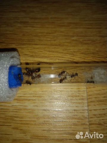 Муравьи Camponotus nicobarensis