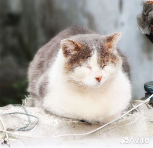 Кот по имени Спиридон очень хочет быть домашним