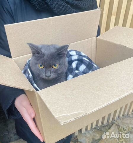Котенок, 5-6 мес