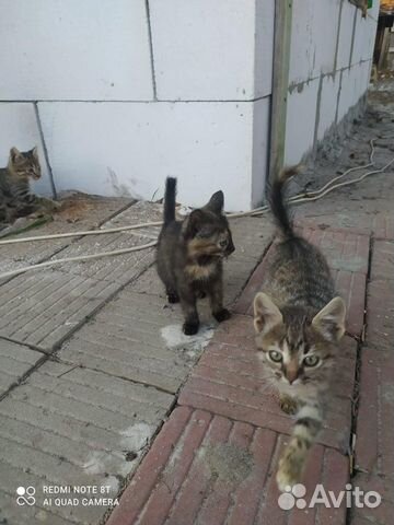 Котята, мама бенгальская, папа мерзавец