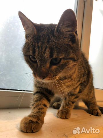 Кошка котенок в добрые руки