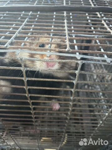 Хомяк дикий - карбыш