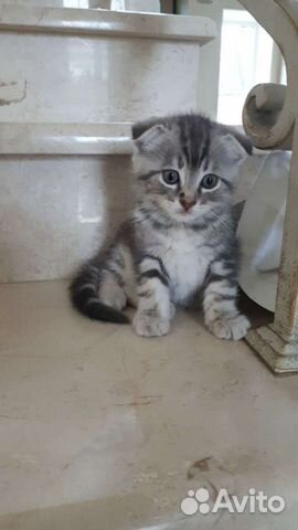 Шотландские вислоухие котята