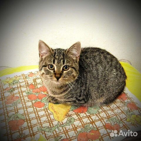 Серо-полосатый котенок девочка Ника в добрые руки