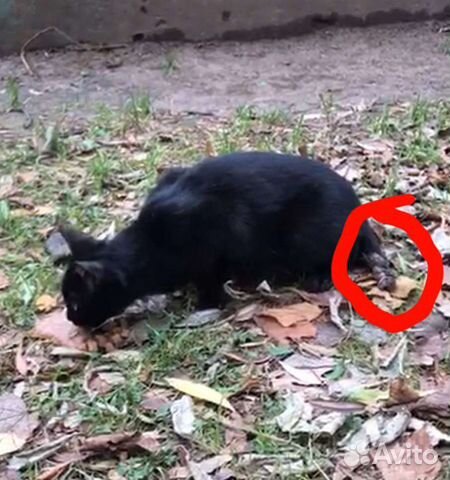 Беда с хвостом у котенка