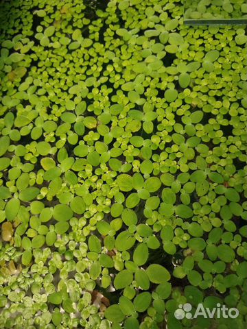 Верхоплавка бесплатно