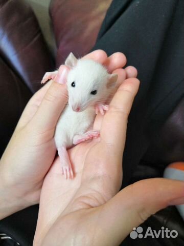 Крысята Дамбо