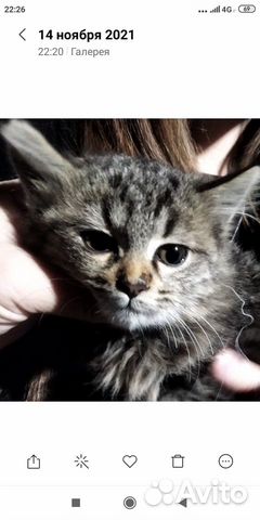 Котёнок Мишка 3мес.- будет крупненький