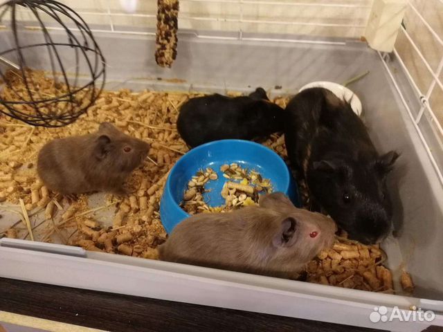 Морские свинки