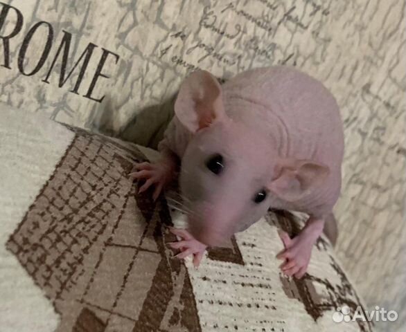 Крыса Сфинкс Дамбо