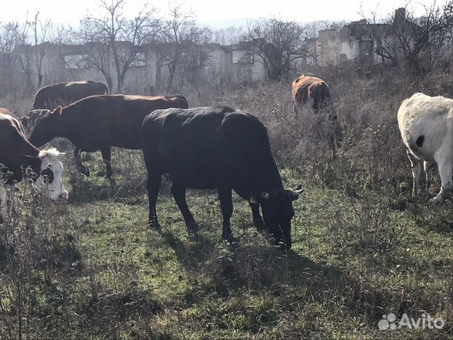 Корова стельная