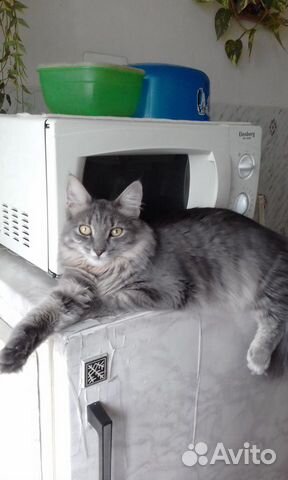 Серый молодой котик Пушок