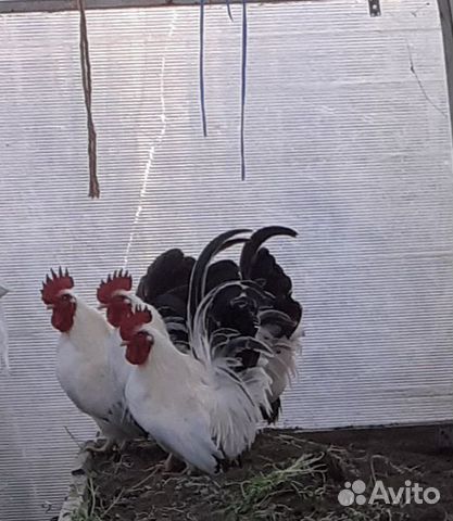 Шабо куры,петухи, петух китайский шелковый