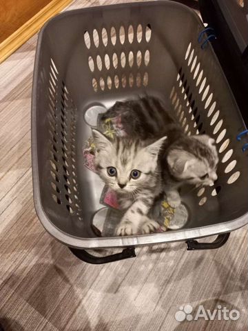 Шатланские котята