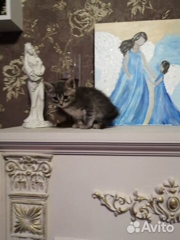 Отдам кошечку с доставкой на дом. С кормом