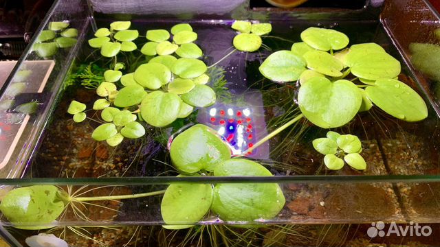 Лимнобиум плавающее растение
