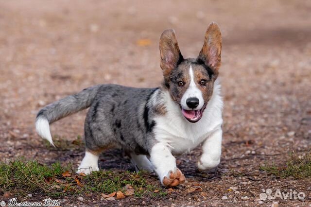 Вельш-корги-кардиган щенок кобель -мрамор 6 мес