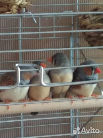 Зебровые амадины