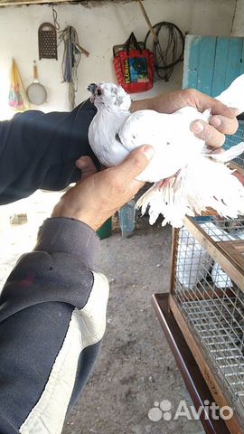 Продам голубей