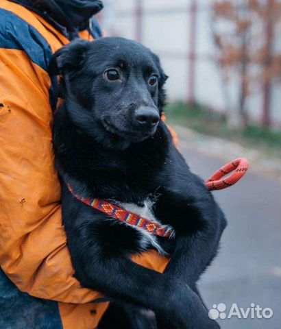 Тая щенок, попала в приют. В добрые руки