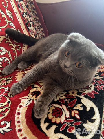 Продам кота