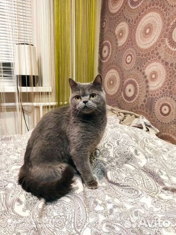 Британская кошечка В хорошие руки