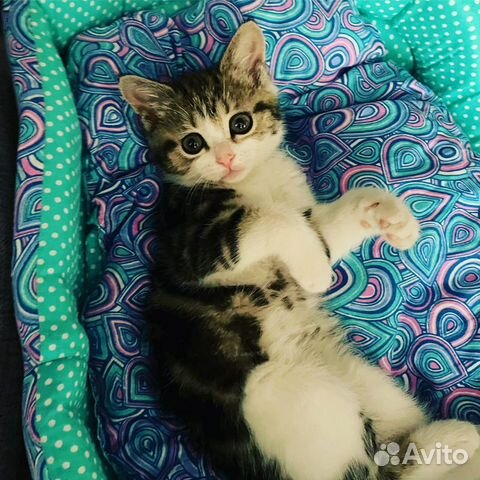 Шотландская прямоухая кошка