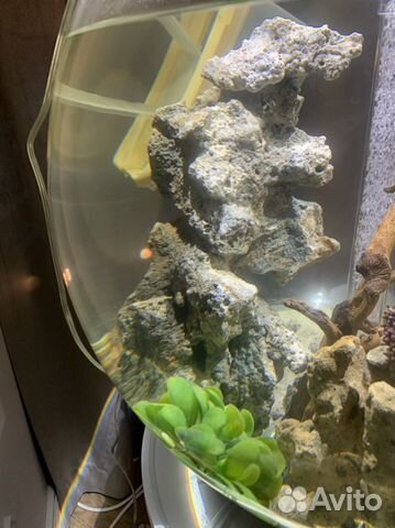 Живой камень морской 13*26