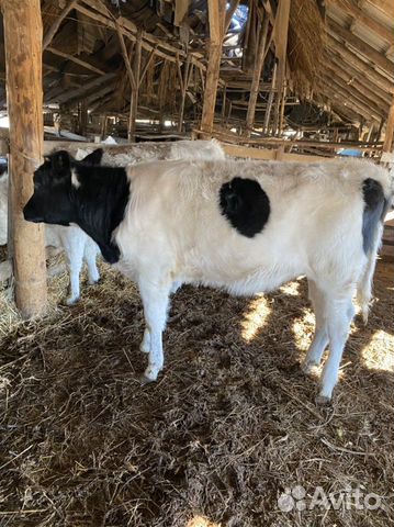 Бычки, телки