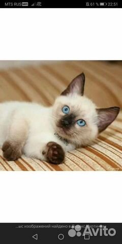 Возьму тайского котёнка мальчика чистокровного