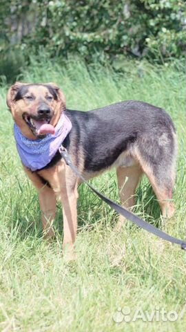 Ласковый и воспитанный Давид,отдам