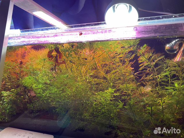 Гуппи и аквариумные растения