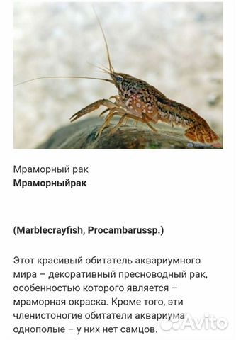 Мраморные раки