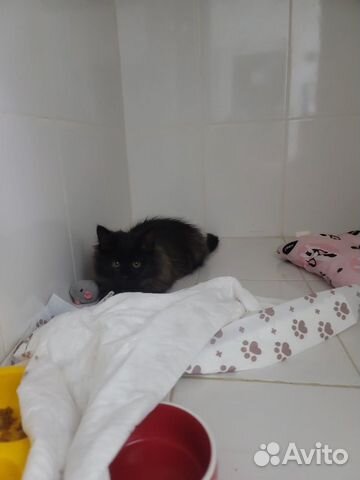 Пушистый котенок девочка