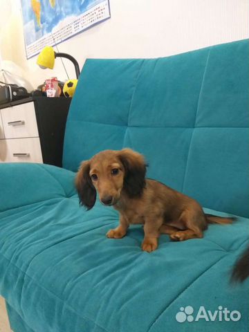 Длинношерстная такса