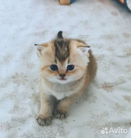 Британская золотая шиншилла