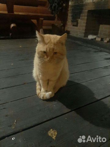 SOS погибает замерзает котик на улице