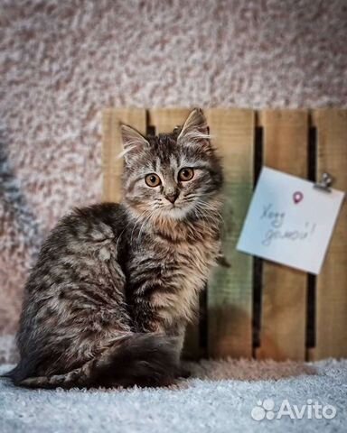 Кошки