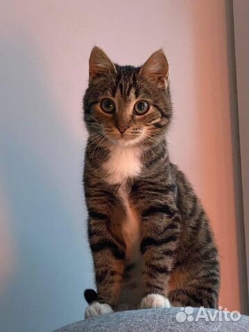 Ласковый котенок Майк