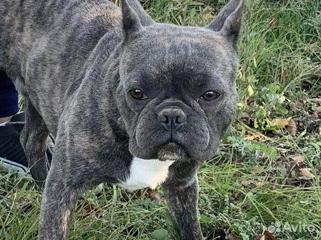 Голубогенные фрацузики