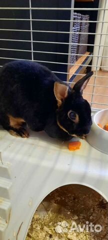 Кролик породы карликовый рекс