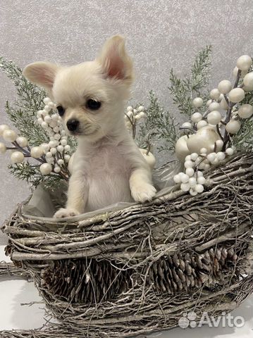 Малышка чихуа