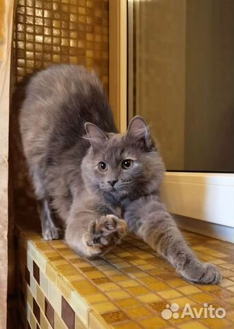 Добрая малышка в добрые руки