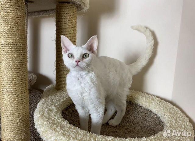 Девон рекс кошечка Сакура