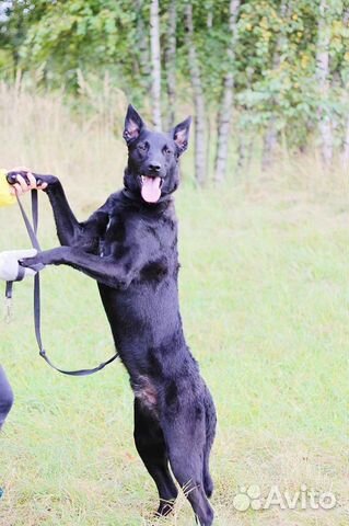 Собака Тимошка ищет маму и папу