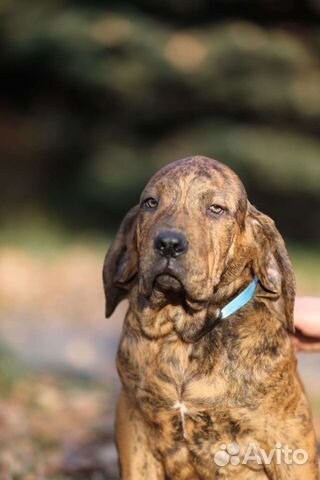 Собаки щенки