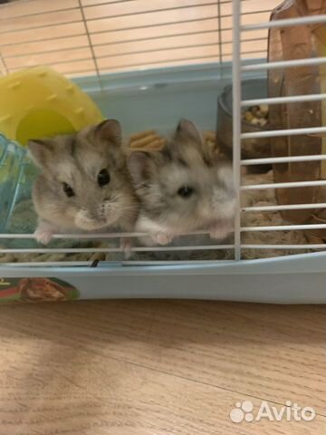 Джунгарский хомяк 2шт (девочки)