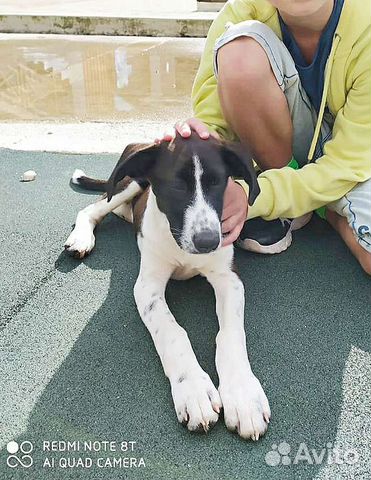 Щенок девочка метис дога 5 месяцев