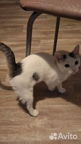Молодой кот в дар