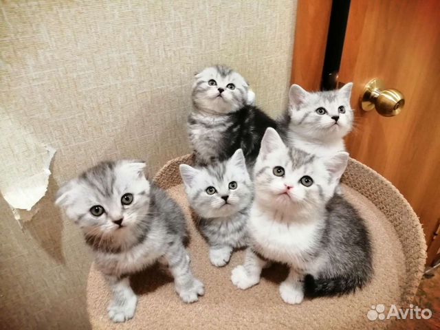 Шотландские котята
